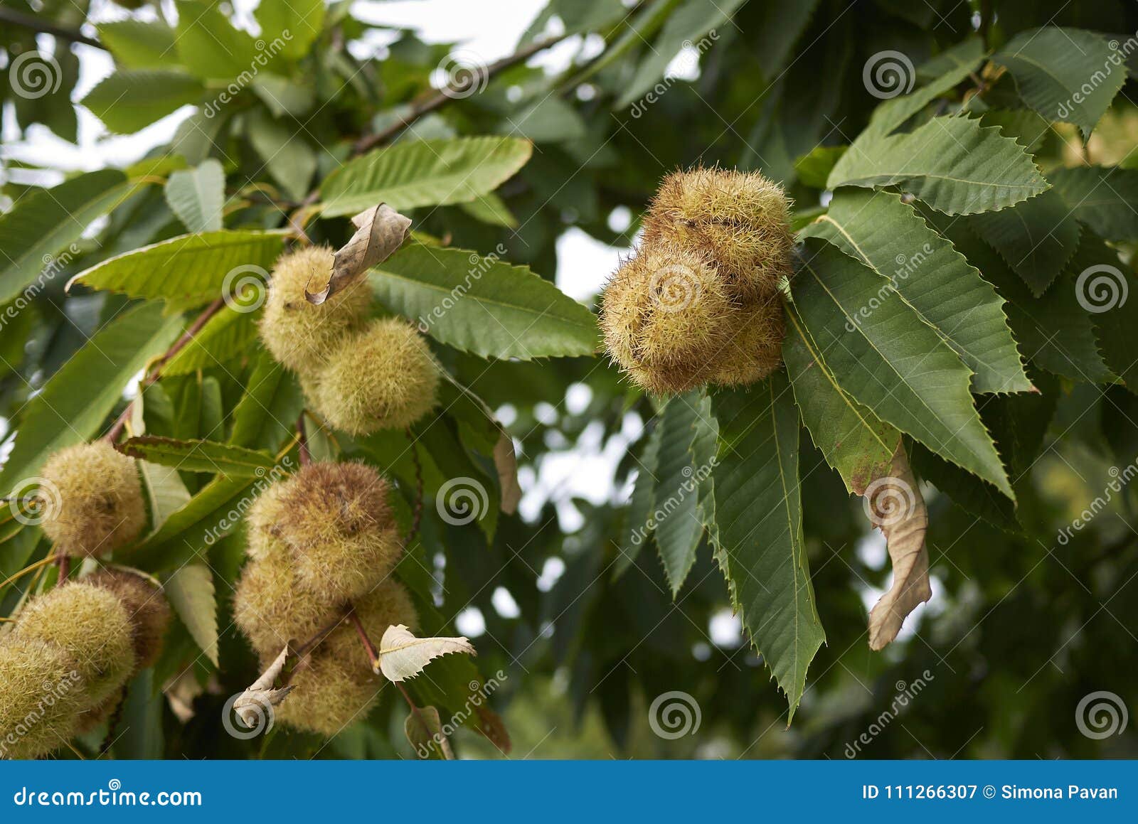 Castanea sativa tree stock image. Image of outdoor, sativa - 111266307