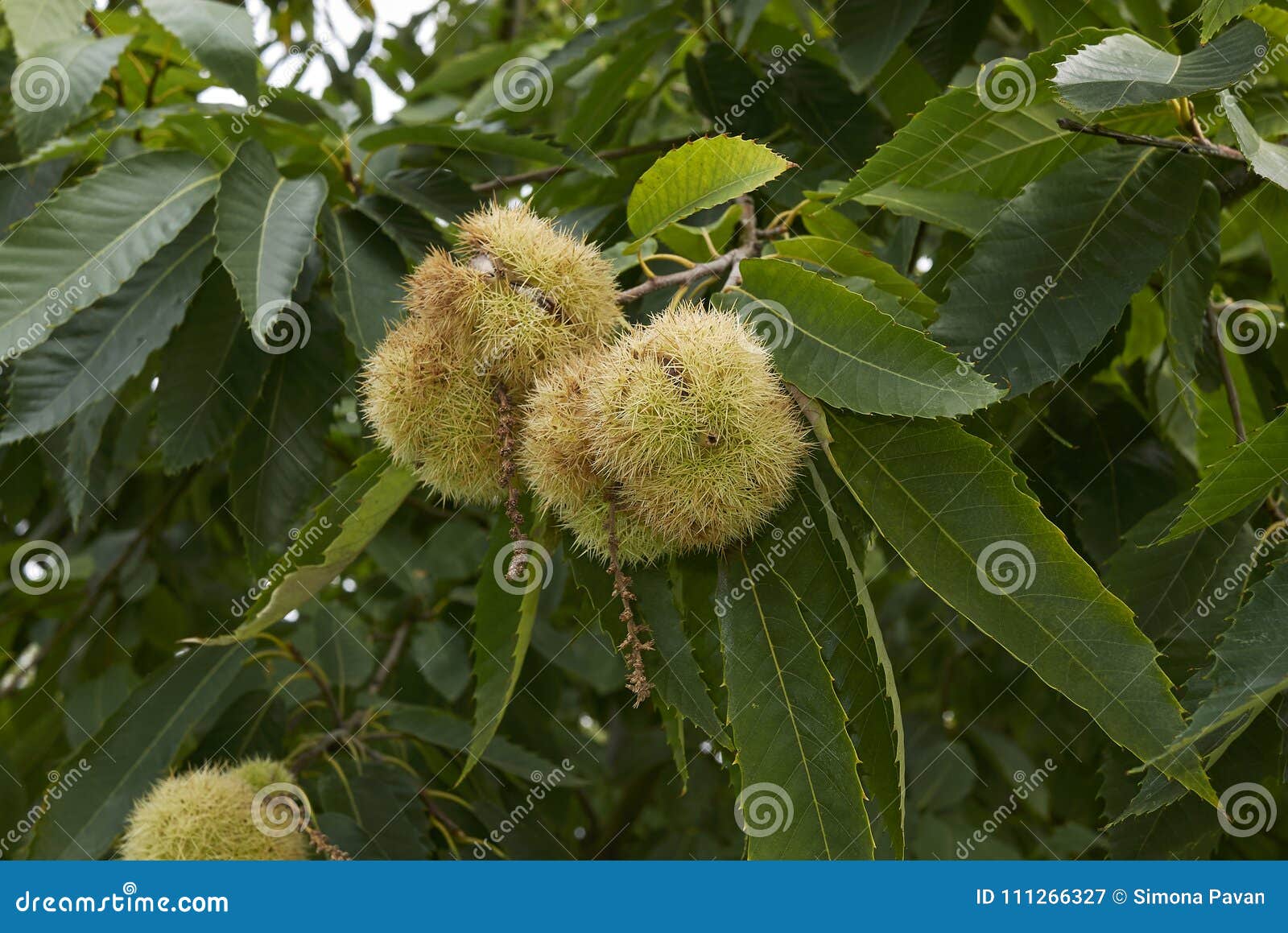 Castanea sativa tree stock image. Image of environment - 111266327