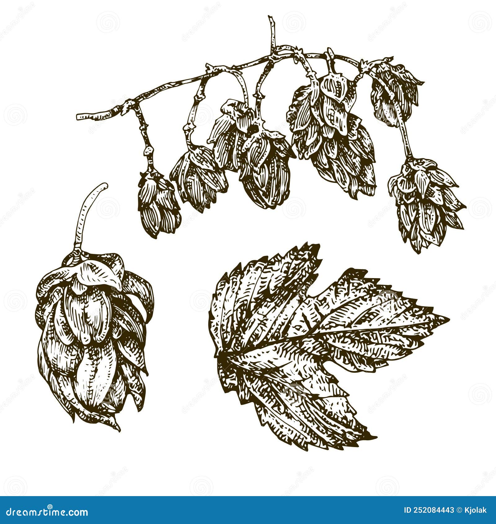 Branch and Leaves of Hops. Freehand Drawing Stock Illustration ...