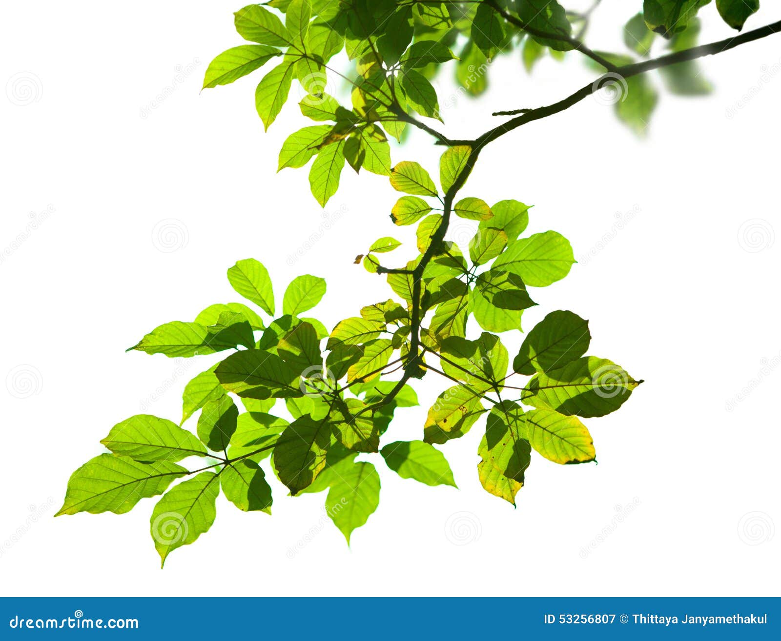 Branch and Leaves Isolate on White Background Stock Image - Image of ...