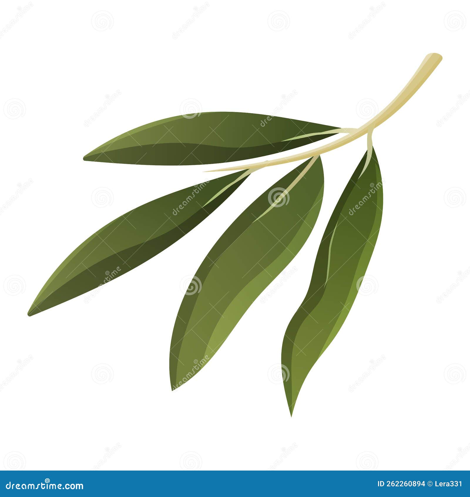 Branch with Leaves. Olive Tree. Vector Isolated Illustration Stock ...