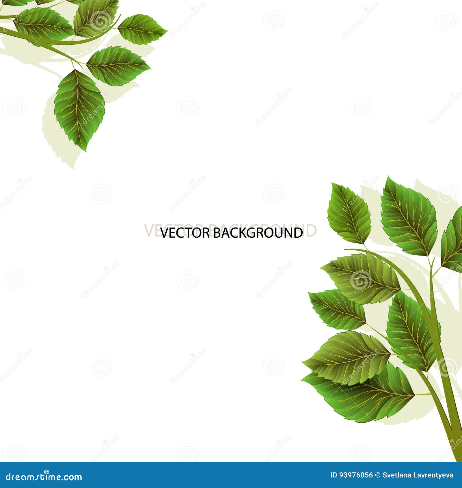 Branch with Leaves, Vector Illustration Isolated on White Background ...