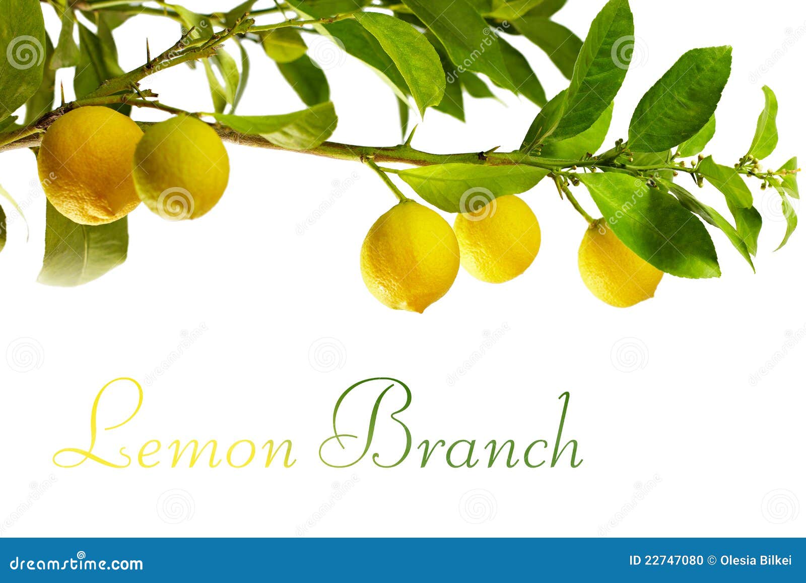 Branch of Lemon Fruits, Isolated on White Stock Photo - Image of bright ...