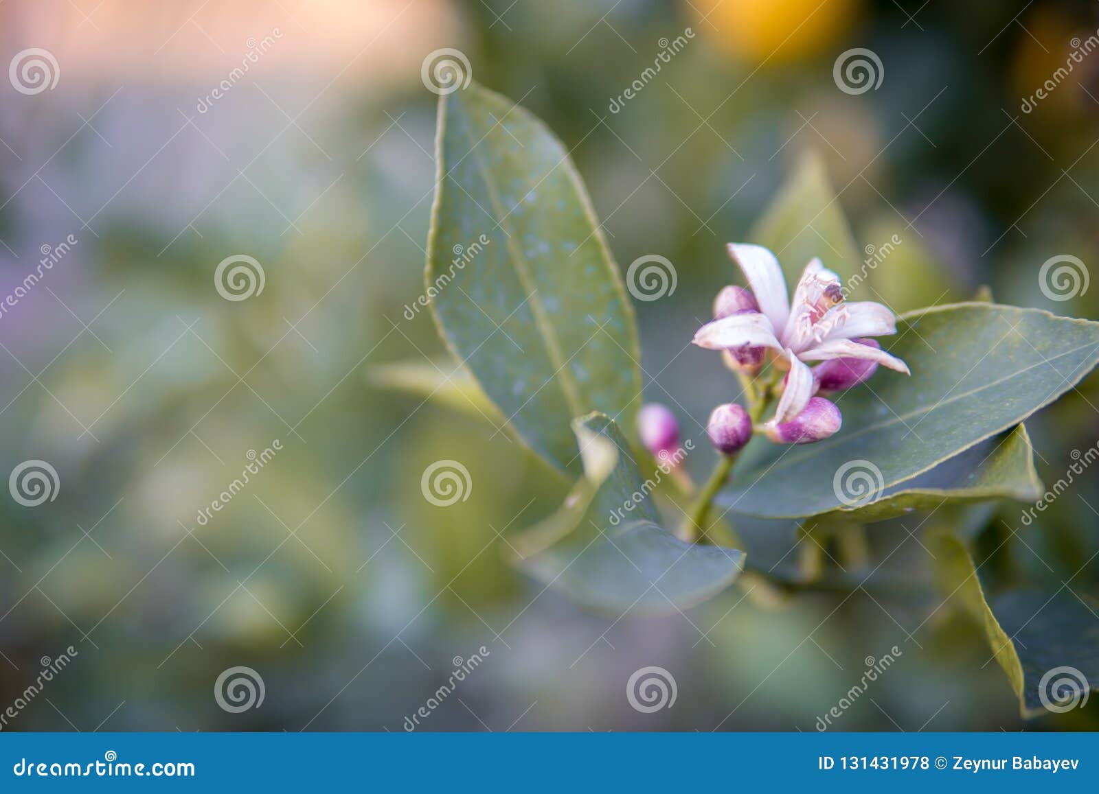Branch of a Lemon Tree with Blossom on a Lemon Tree. Stock Photo ...