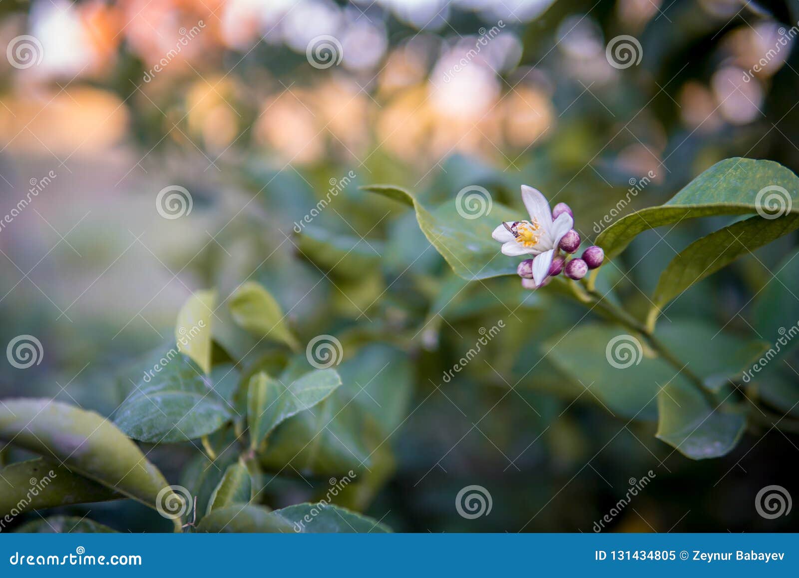 Branch of a Lemon Tree with Blossom on a Lemon Tree. Stock Image ...