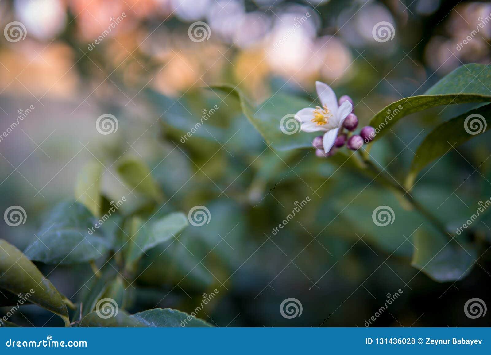 Branch of a Lemon Tree with Blossom on a Lemon Tree. Stock Photo ...