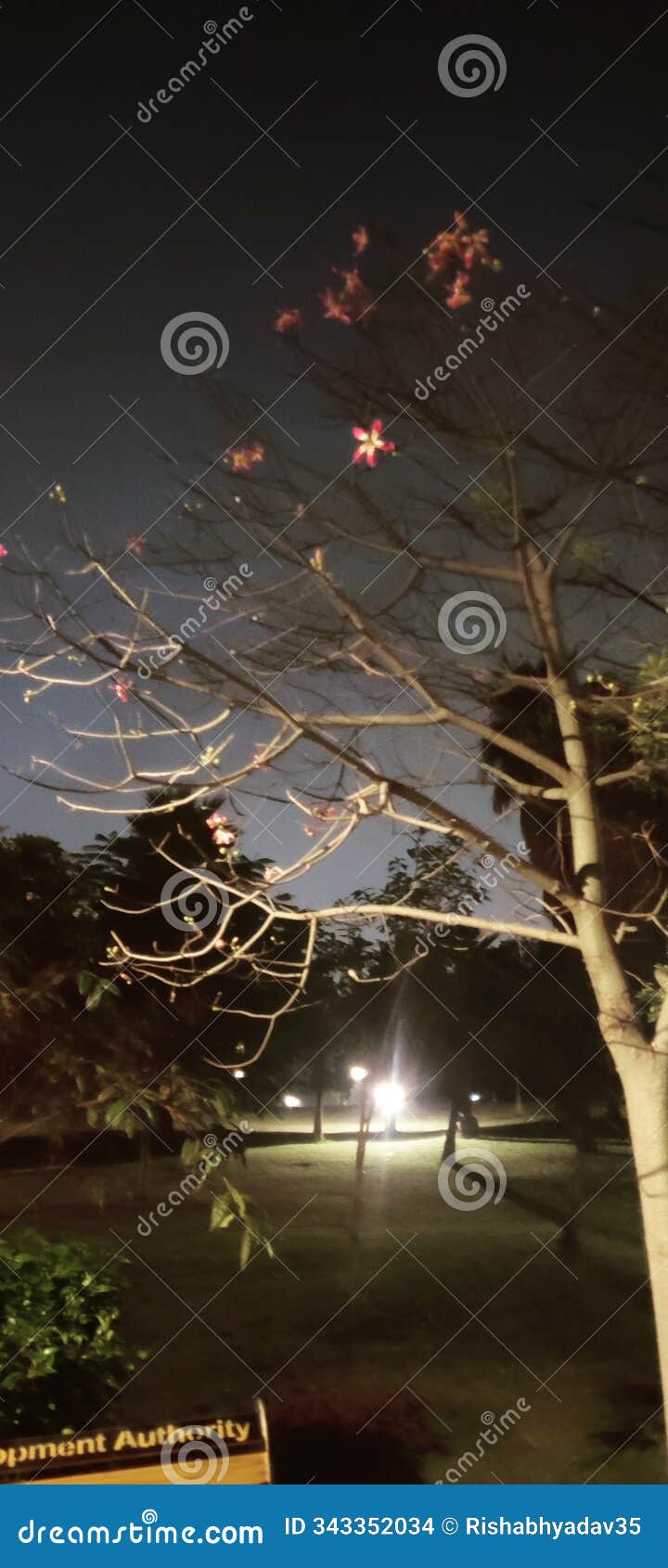 Branch light tree stock photo. Image of evening, nature - 343352034