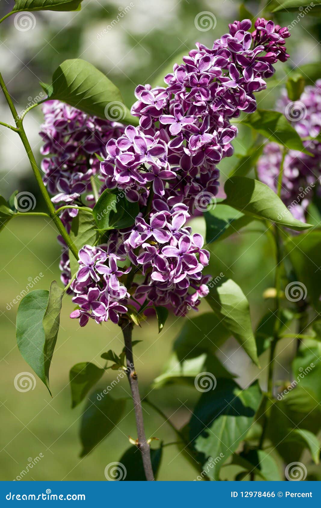 Branch of lilac stock photo. Image of season, lilac, macro - 12978466