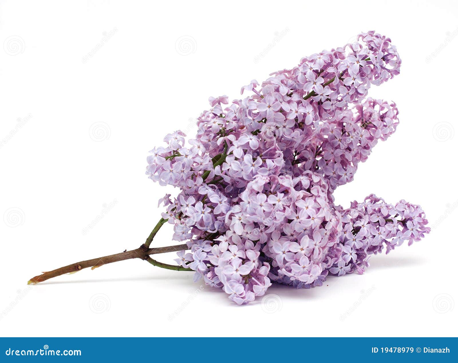 Branch of lilac stock image. Image of floral, colorful - 19478979
