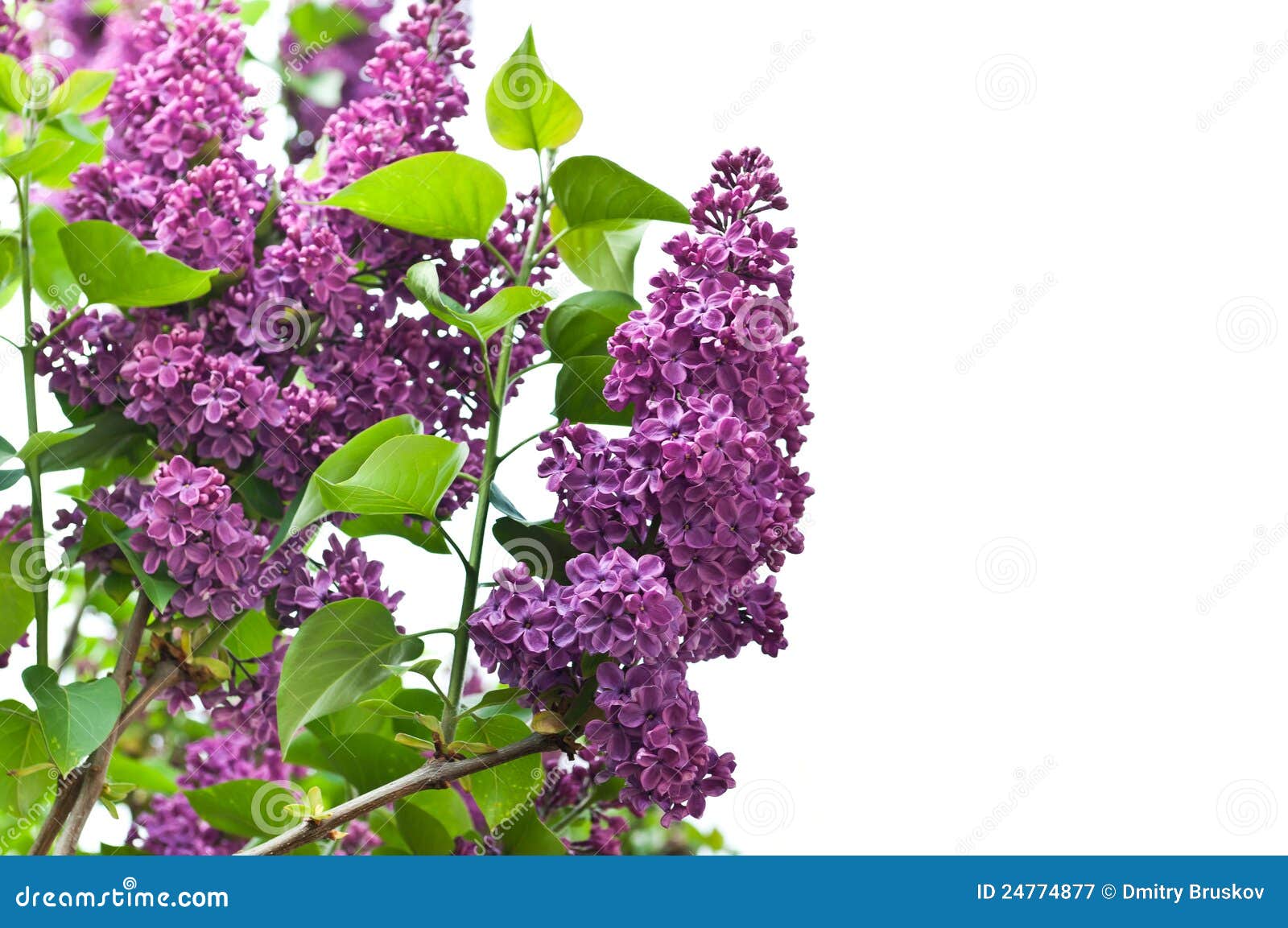 Branch of lilac stock image. Image of natural, growth - 24774877
