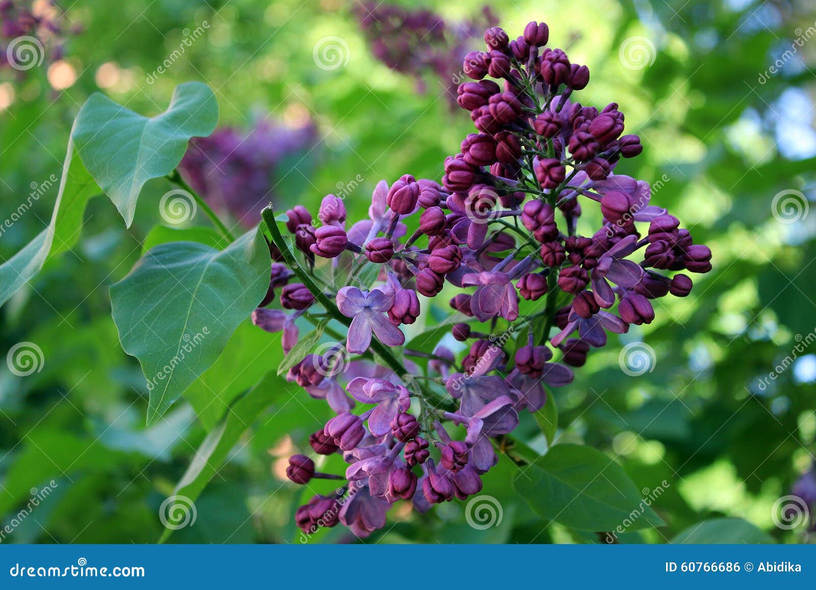 Branch of lilac stock photo. Image of horizontal, gardening - 60766686