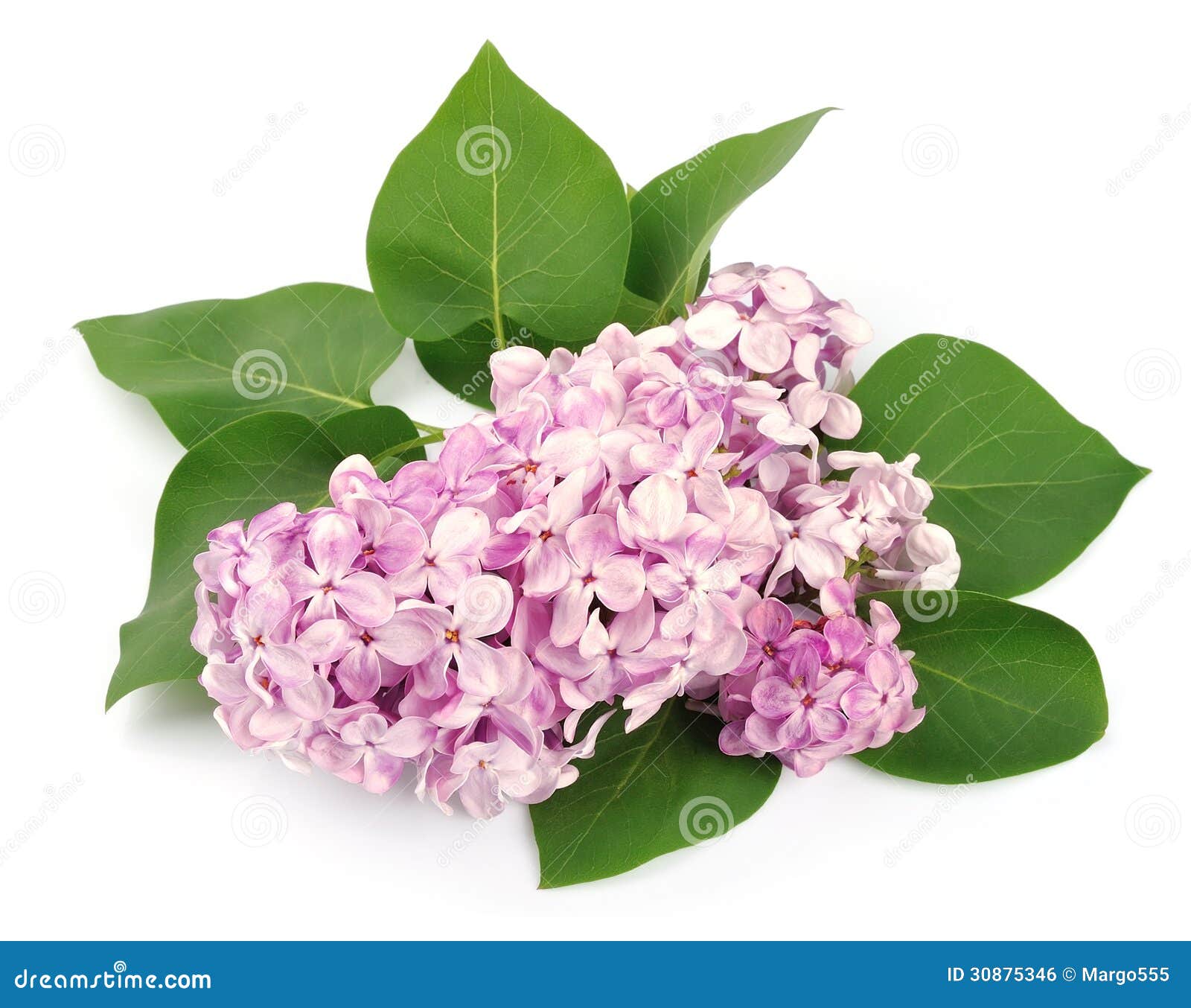 Branch of a lilac stock photo. Image of branch, vegetative - 30875346