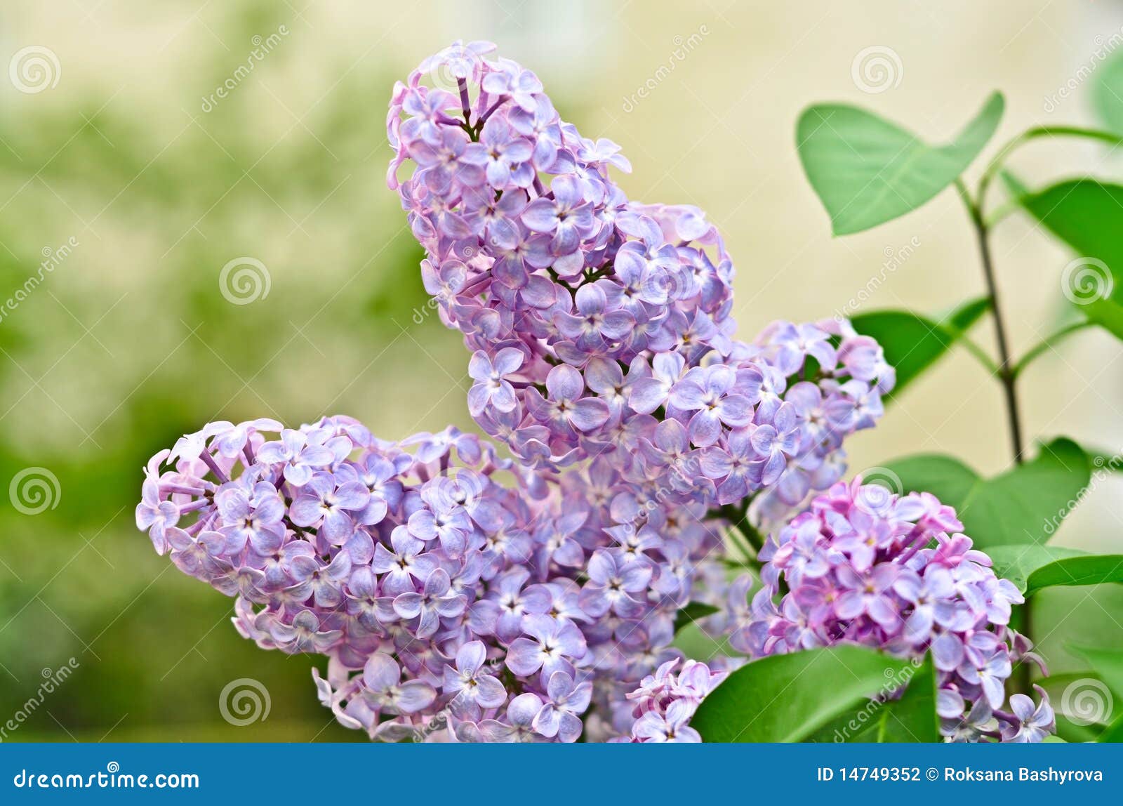 Branch of lilac flowers stock photo. Image of bouquet - 14749352
