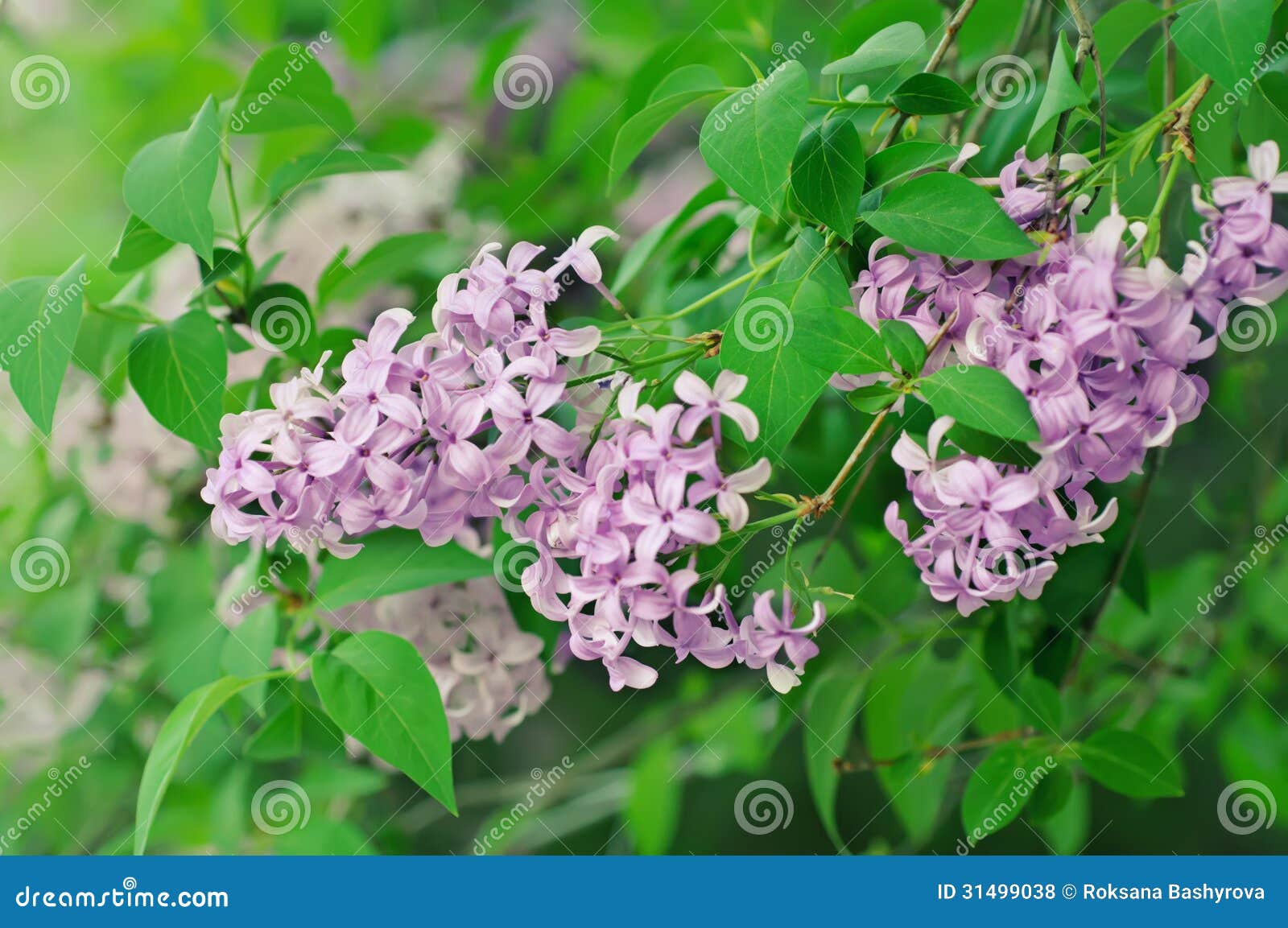 Branch of lilac flowers stock photo. Image of growth - 31499038