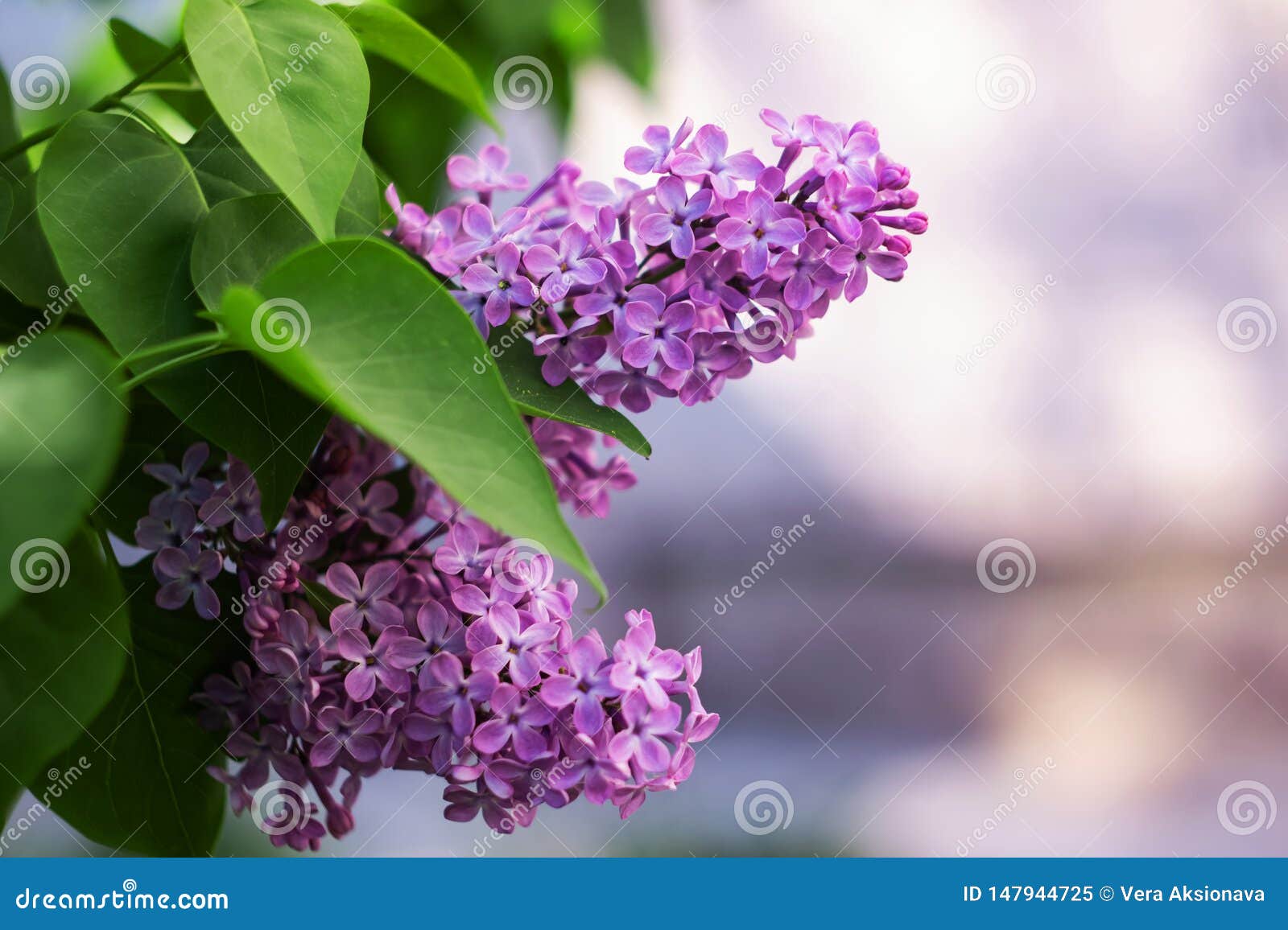 A Branch of Lilacs with Flowers Close Up Stock Image - Image of bunch ...