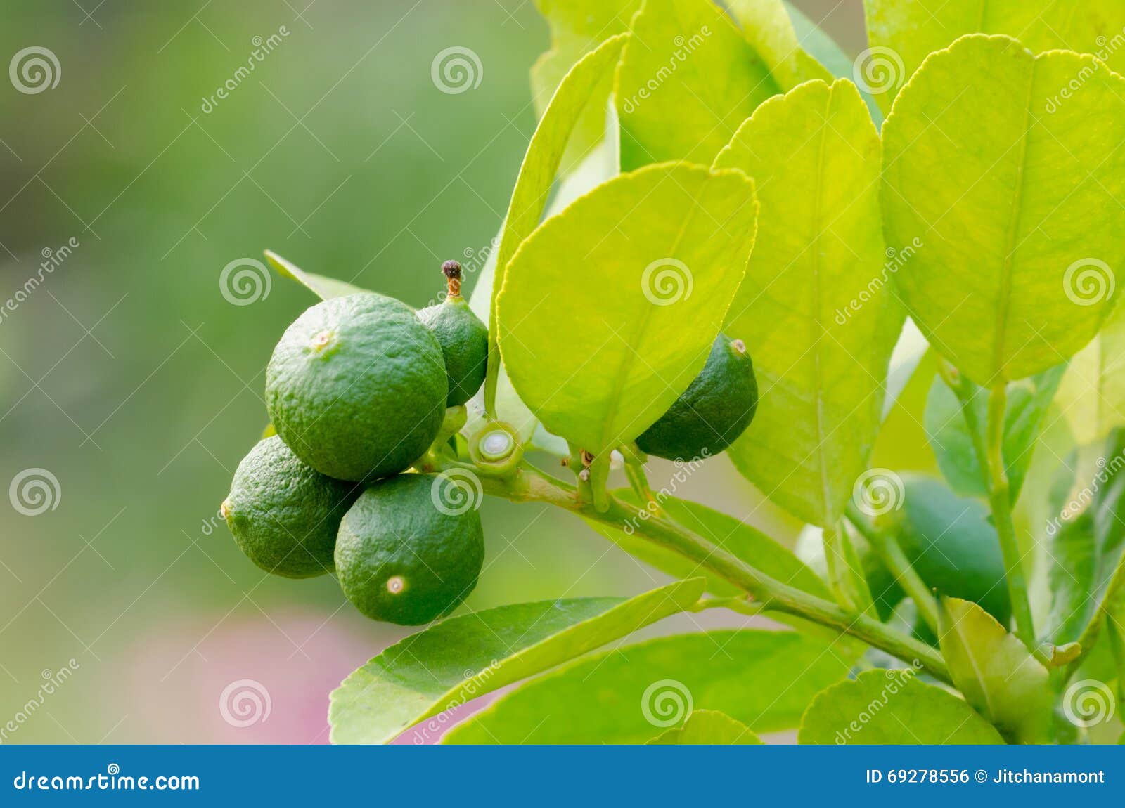 Branch of lime tree stock photo. Image of leaf, agriculture - 69278556