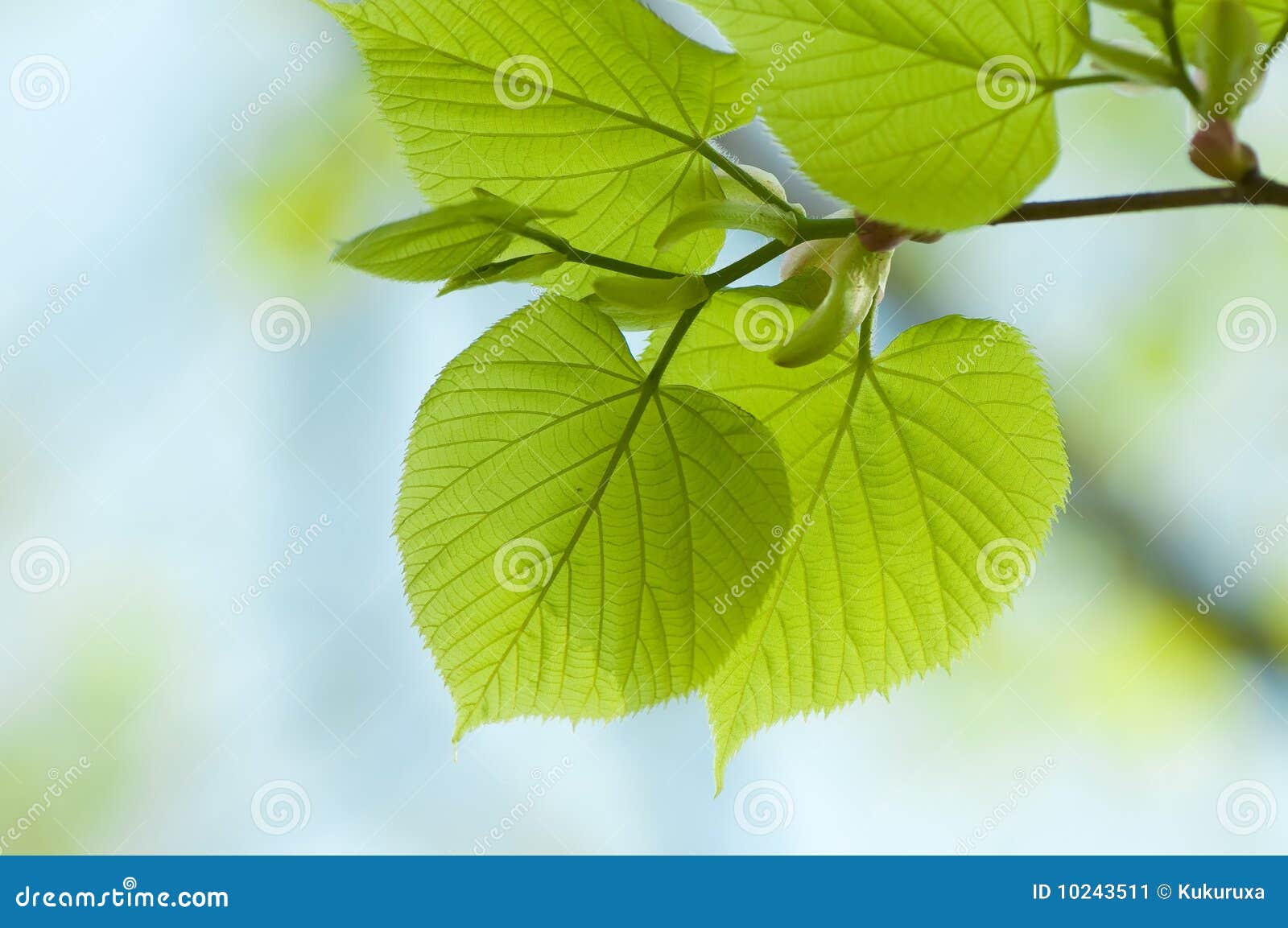 Branch of linden tree. stock image. Image of oxygen, forest - 10243511