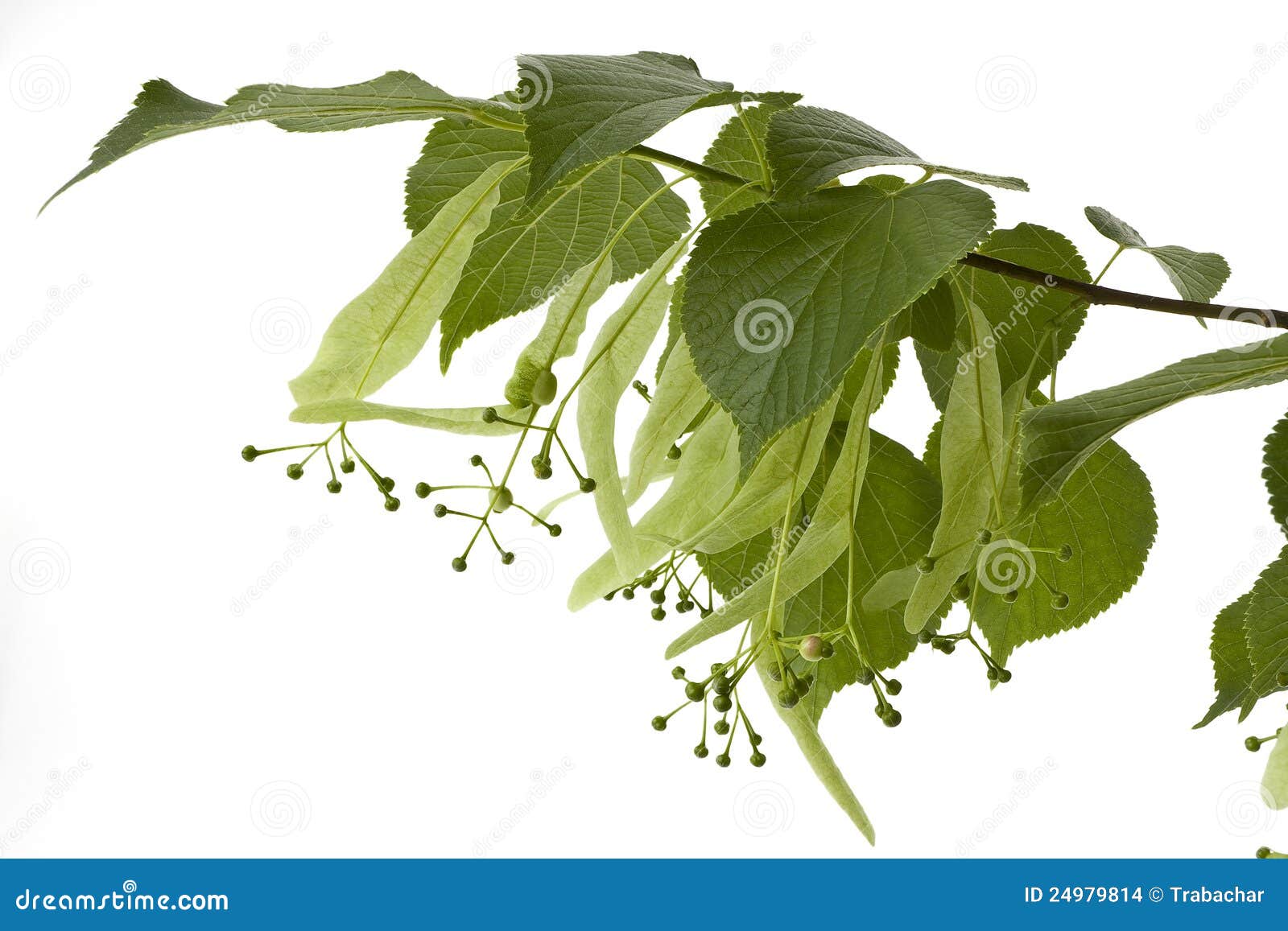 The Branch of a Linden Tree Stock Photo - Image of botanic, linden ...