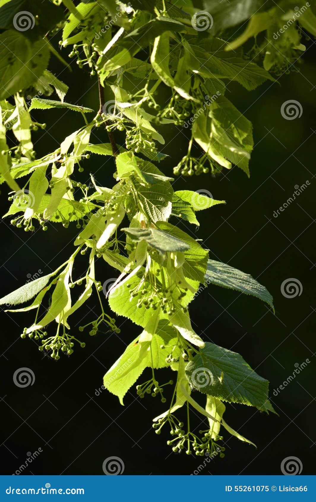 Branch of a linden stock image. Image of hanging, buds - 55261075
