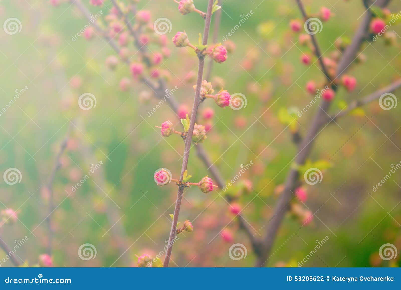 Branch with Little Pink Flowers, Flowers in the Garden at Spring Stock ... Branch with Little Pink Flowers, Flowers in the Garden at Spring Stock ...