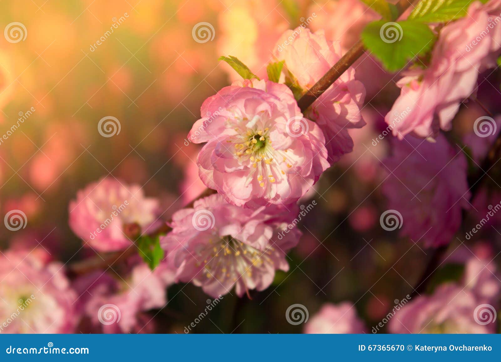Branch with Little Pink Flowers, Flowers in the Garden at Spring Stock ... Branch with Little Pink Flowers, Flowers in the Garden at Spring Stock ...