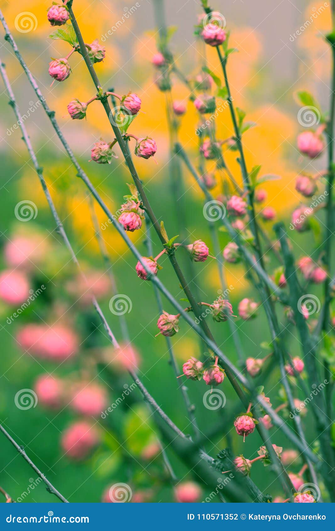Branch with Little Pink Flowers Twig Shrub with Small Pink Flowers ... Branch with Little Pink Flowers Twig Shrub with Small Pink Flowers ...