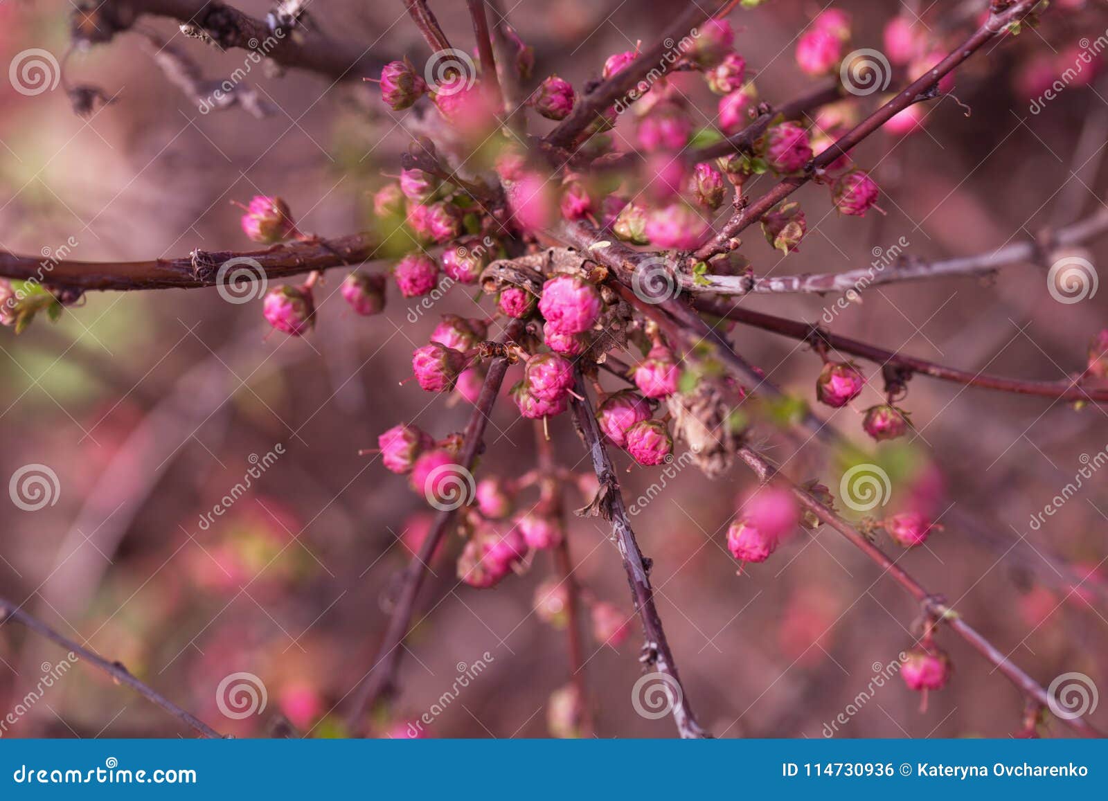 Branch with Little Pink Flowers Twig Shrub with Small Pink Flowers ... Branch with Little Pink Flowers Twig Shrub with Small Pink Flowers ...
