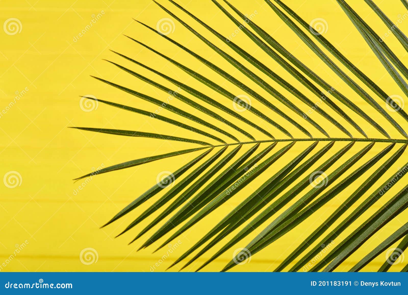 Branch with Long Straight Leaves. Stock Image - Image of mexican, desk ...