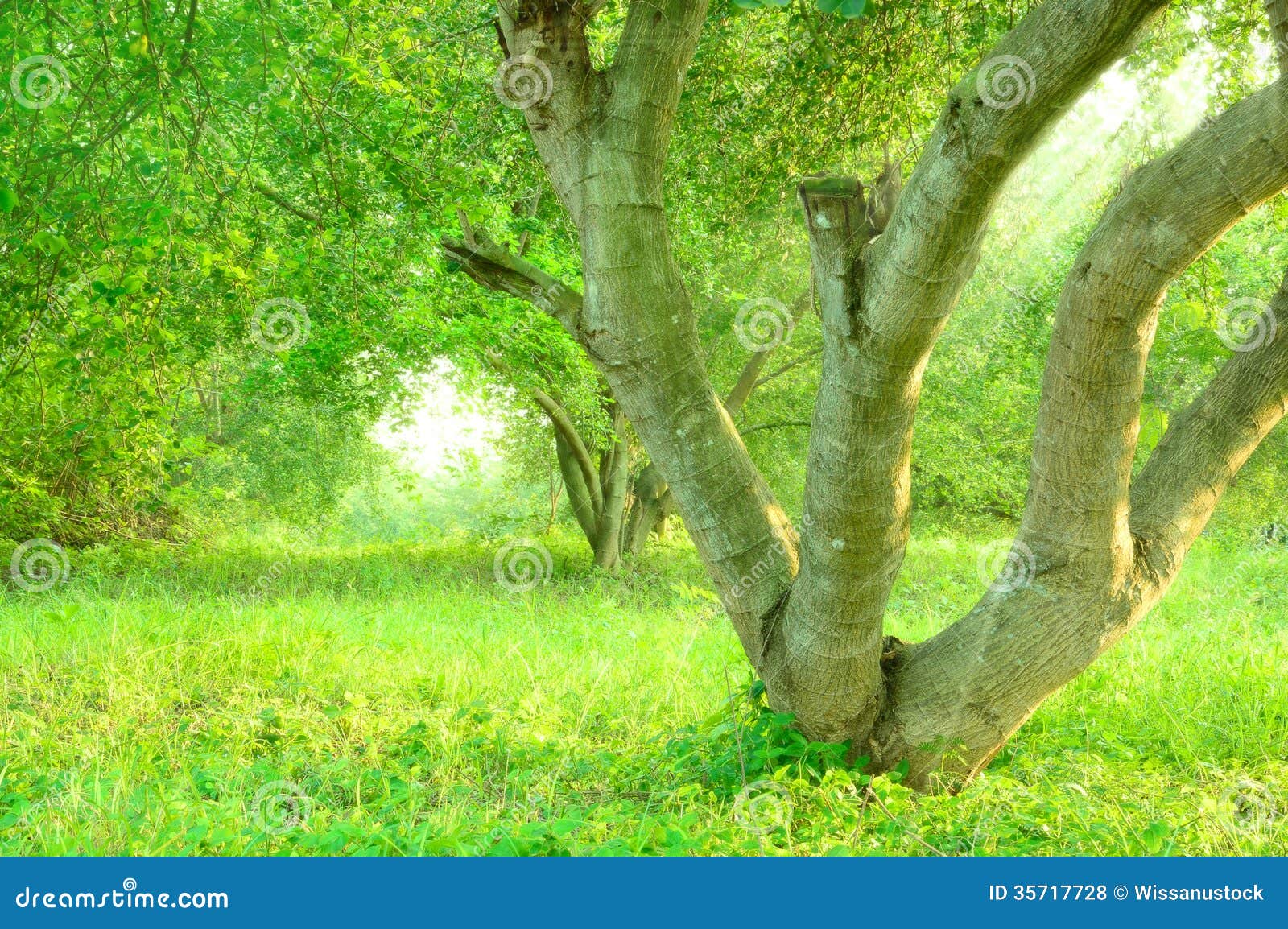 Branch Lush Green Tree with Sunlight, Low Angle Shot Stock Photo ...