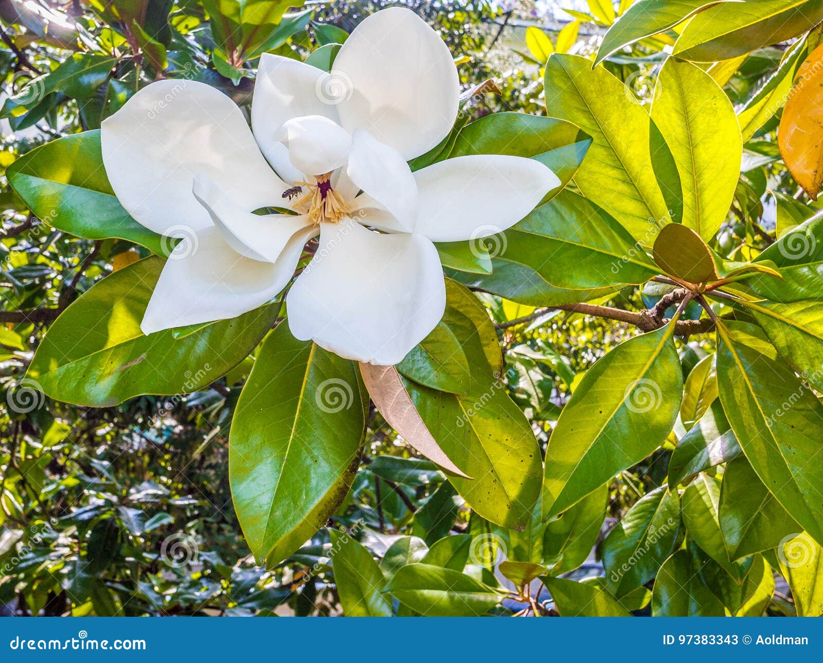 Branch of magnolia tree stock image. Image of green, summer - 97383343