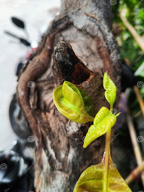The Branch of a Mango Tree is Broken and New Shoots are Growing Stock ...