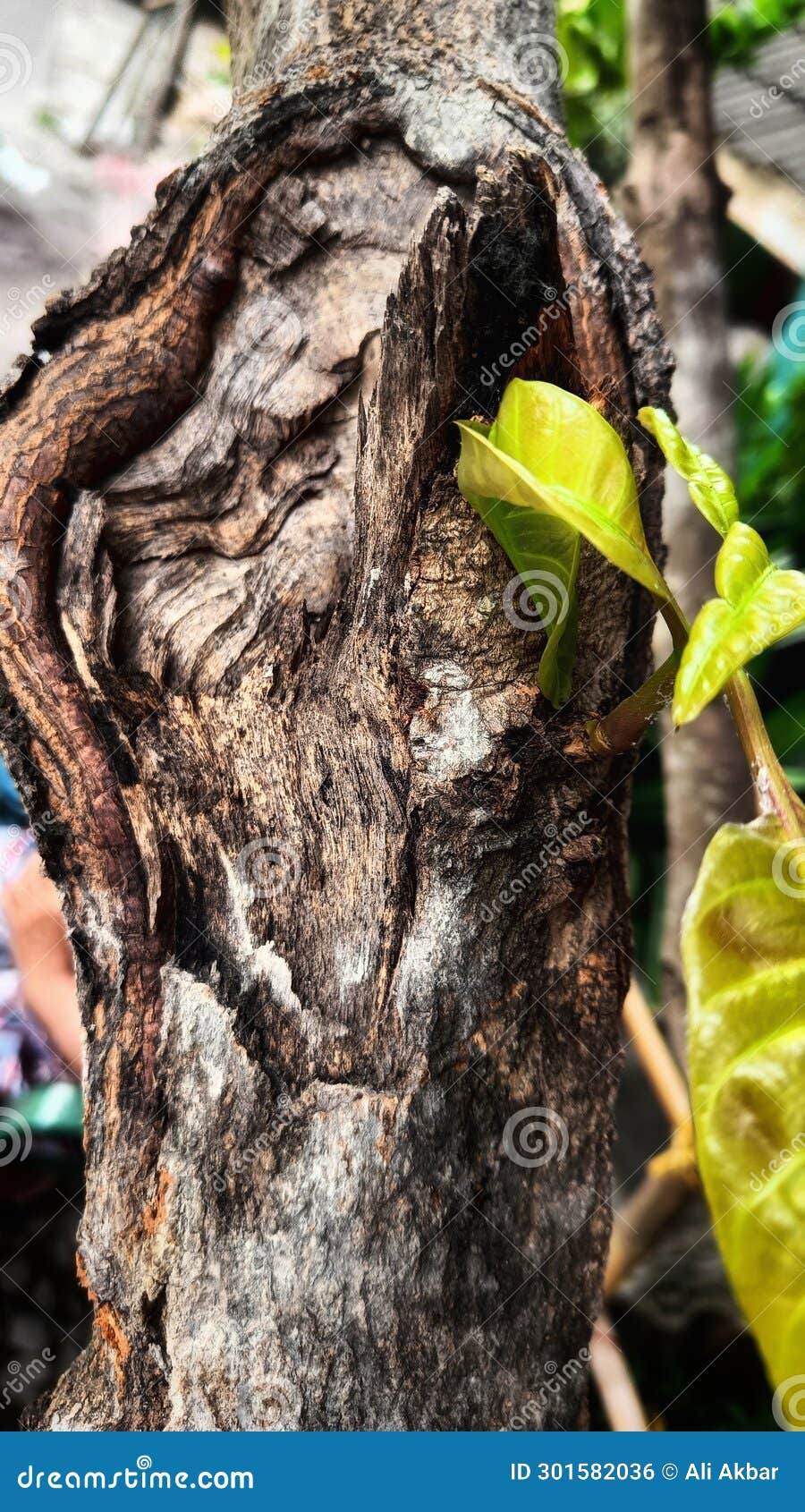 The Branch of a Mango Tree is Broken and New Shoots are Growing Stock ...