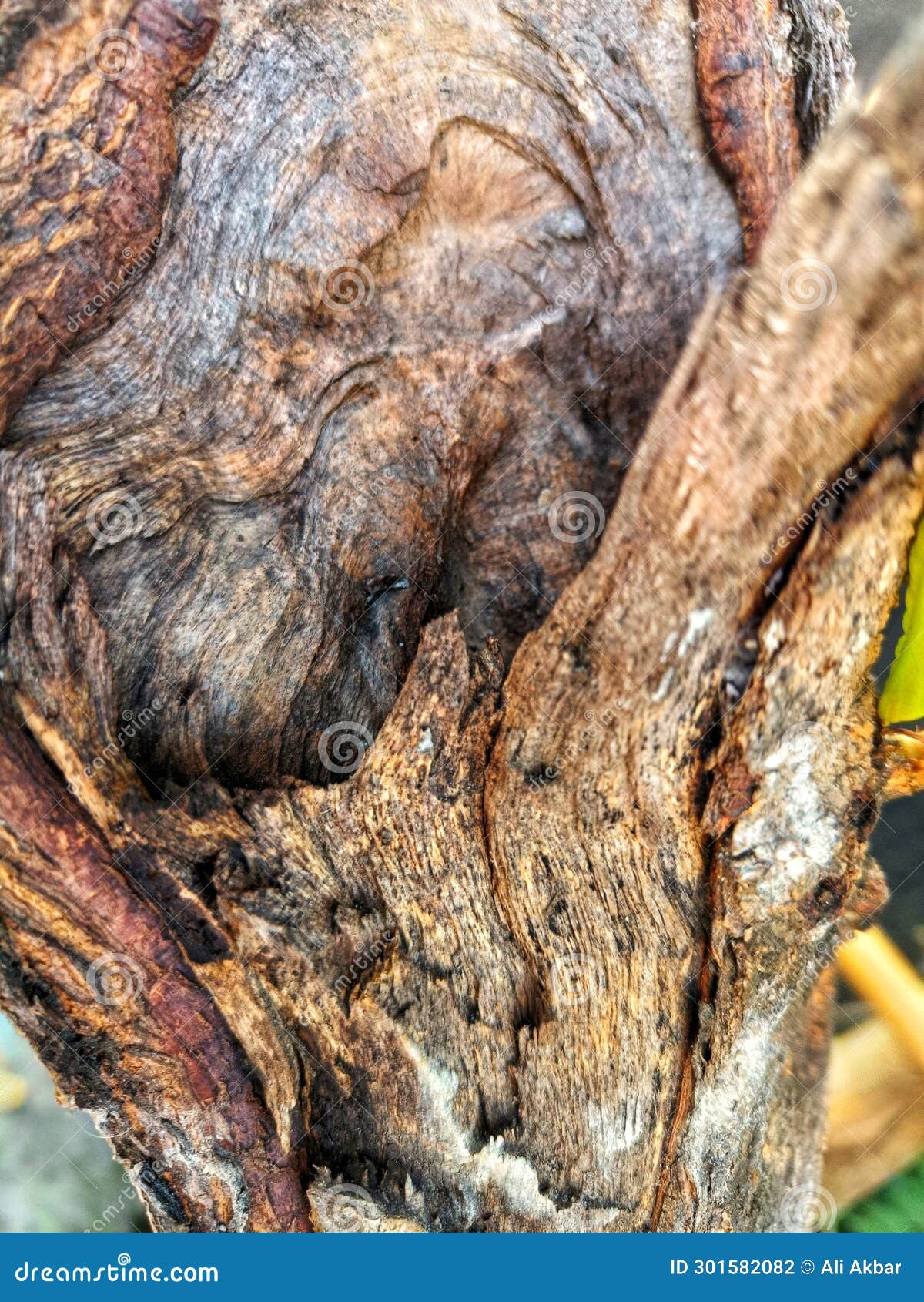 The Branch of a Mango Tree is Broken and New Shoots are Growing Stock ...