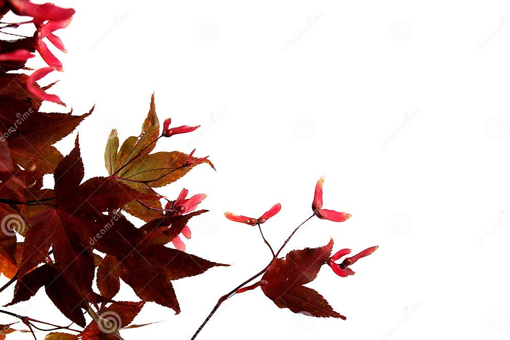 Branch maple stock image. Image of nature, tree, maple - 11610747