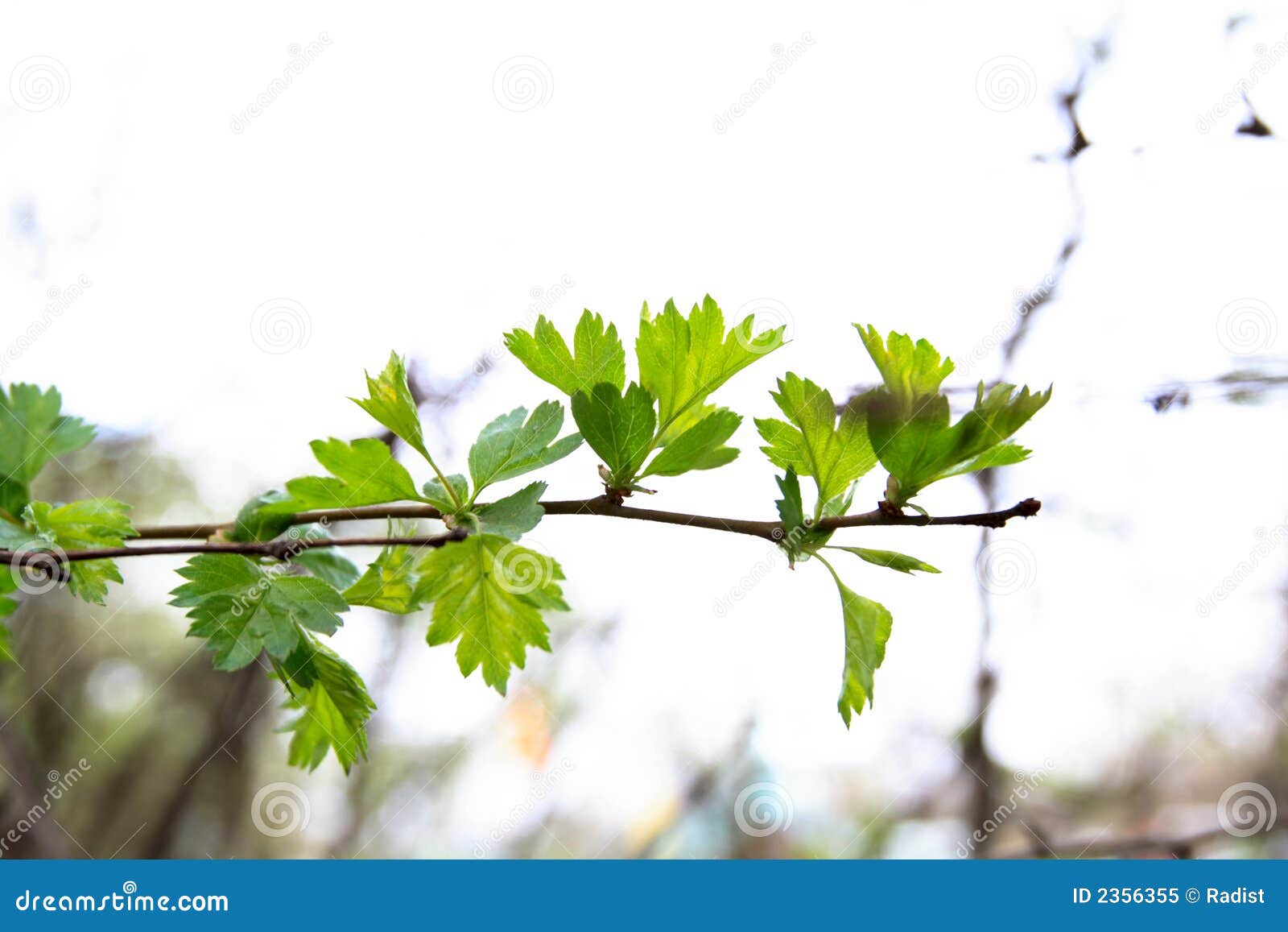 Branch of maple stock image. Image of twigs, march, close - 2356355