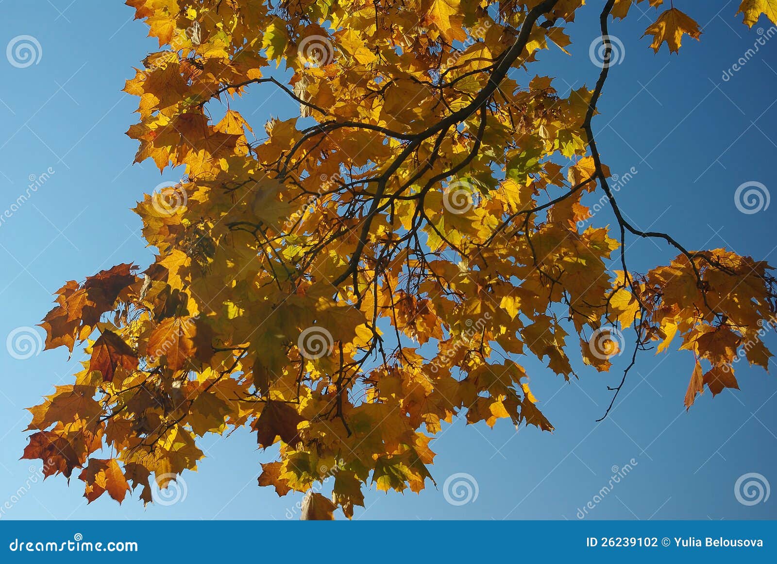 Branch of maple stock photo. Image of ecology, maple - 26239102