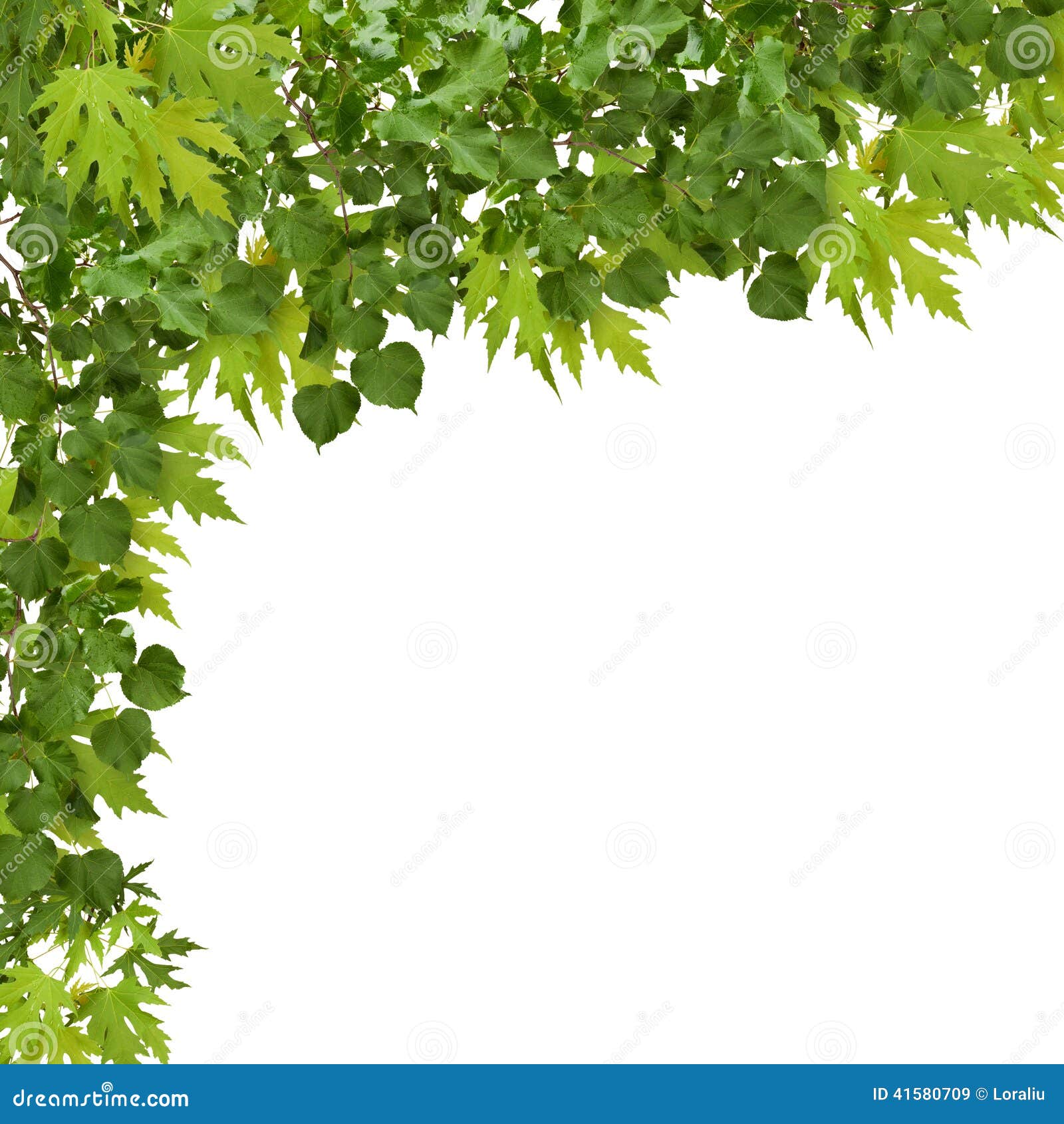 Branch of Maple with Green Leaves Isolated Stock Image - Image of ...