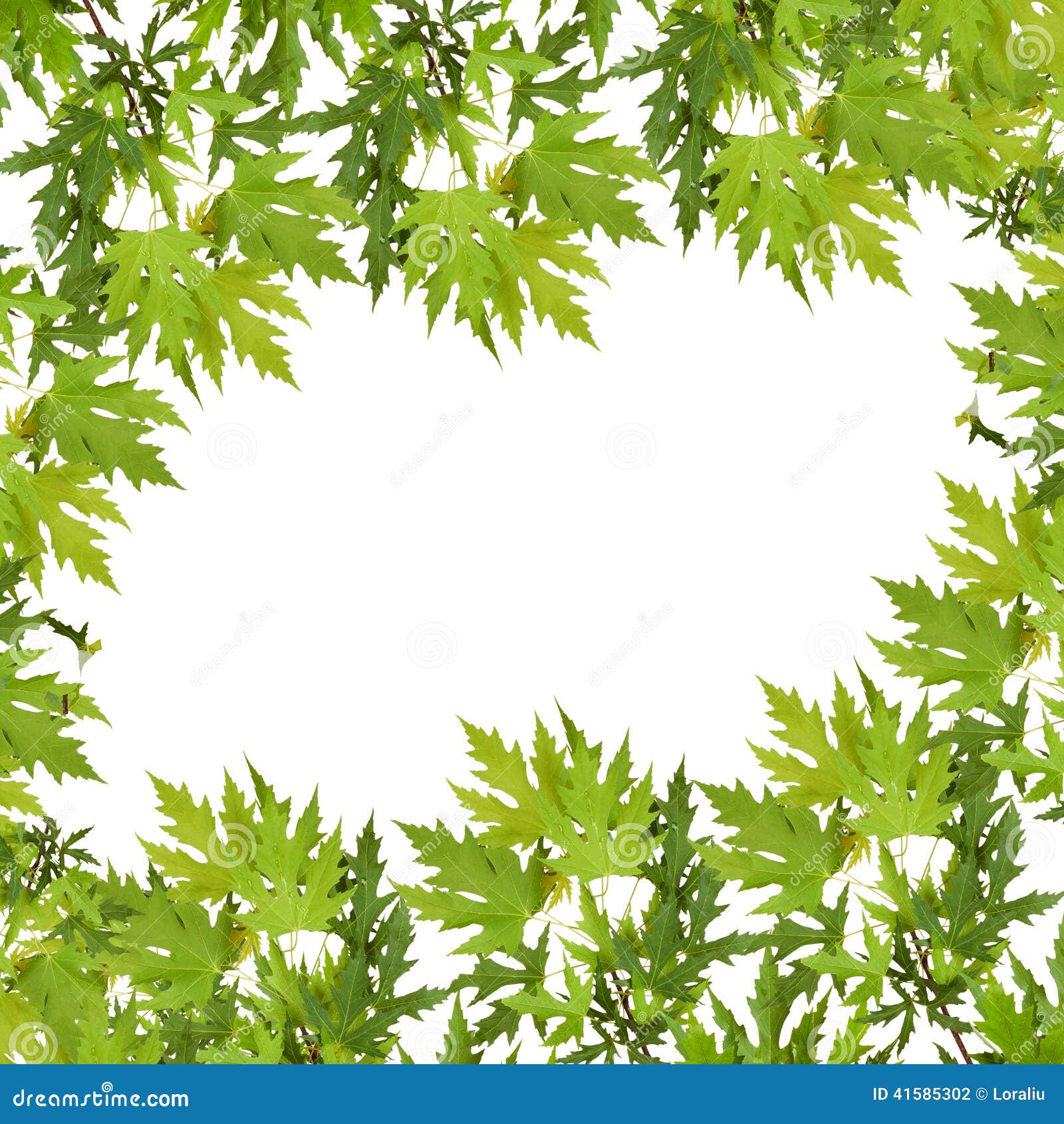 Branch of Maple with Green Leaves Isolated Stock Photo - Image of fresh ...
