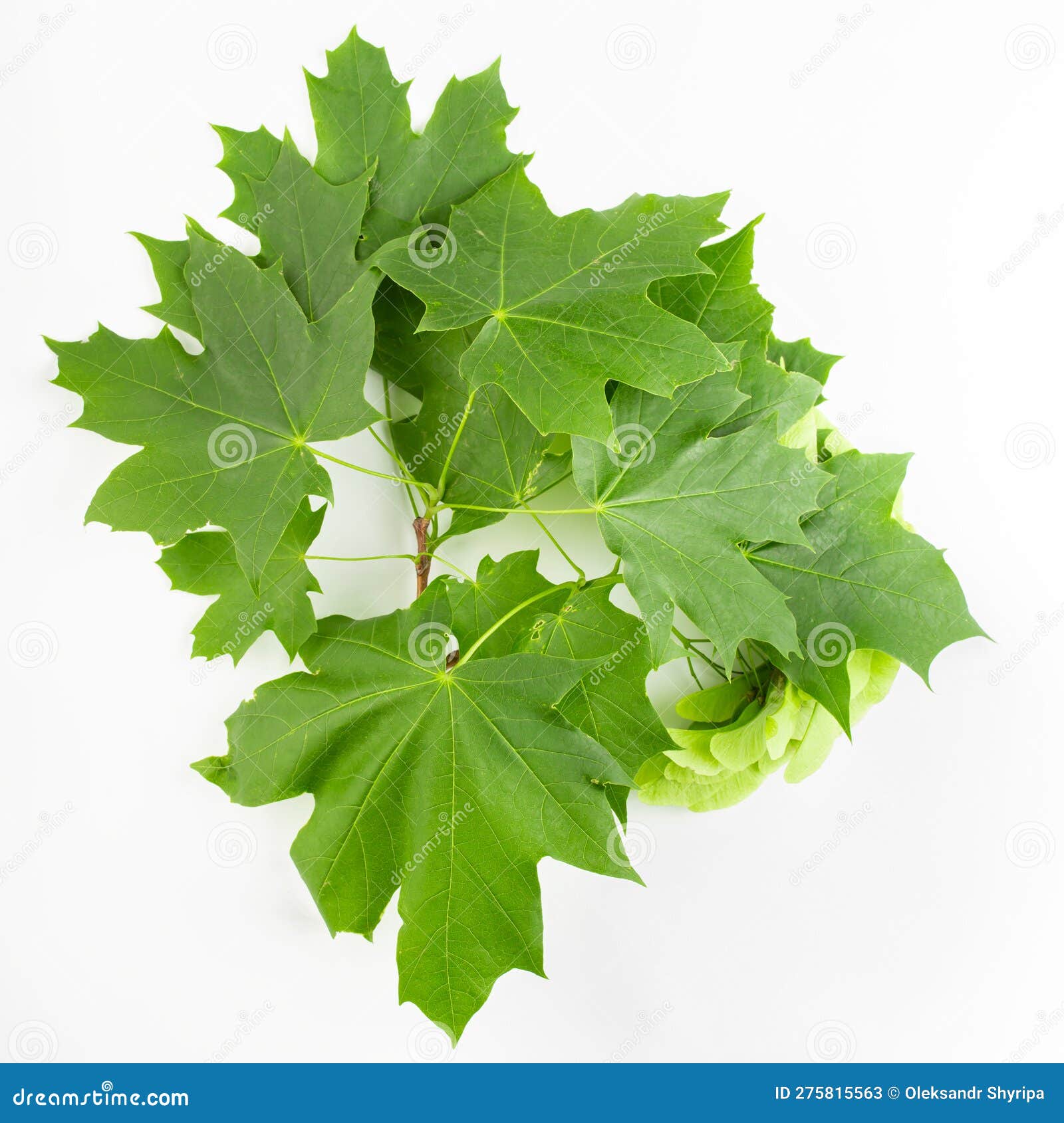 Branch with Maple Leaves on a White Background Stock Image - Image of ...