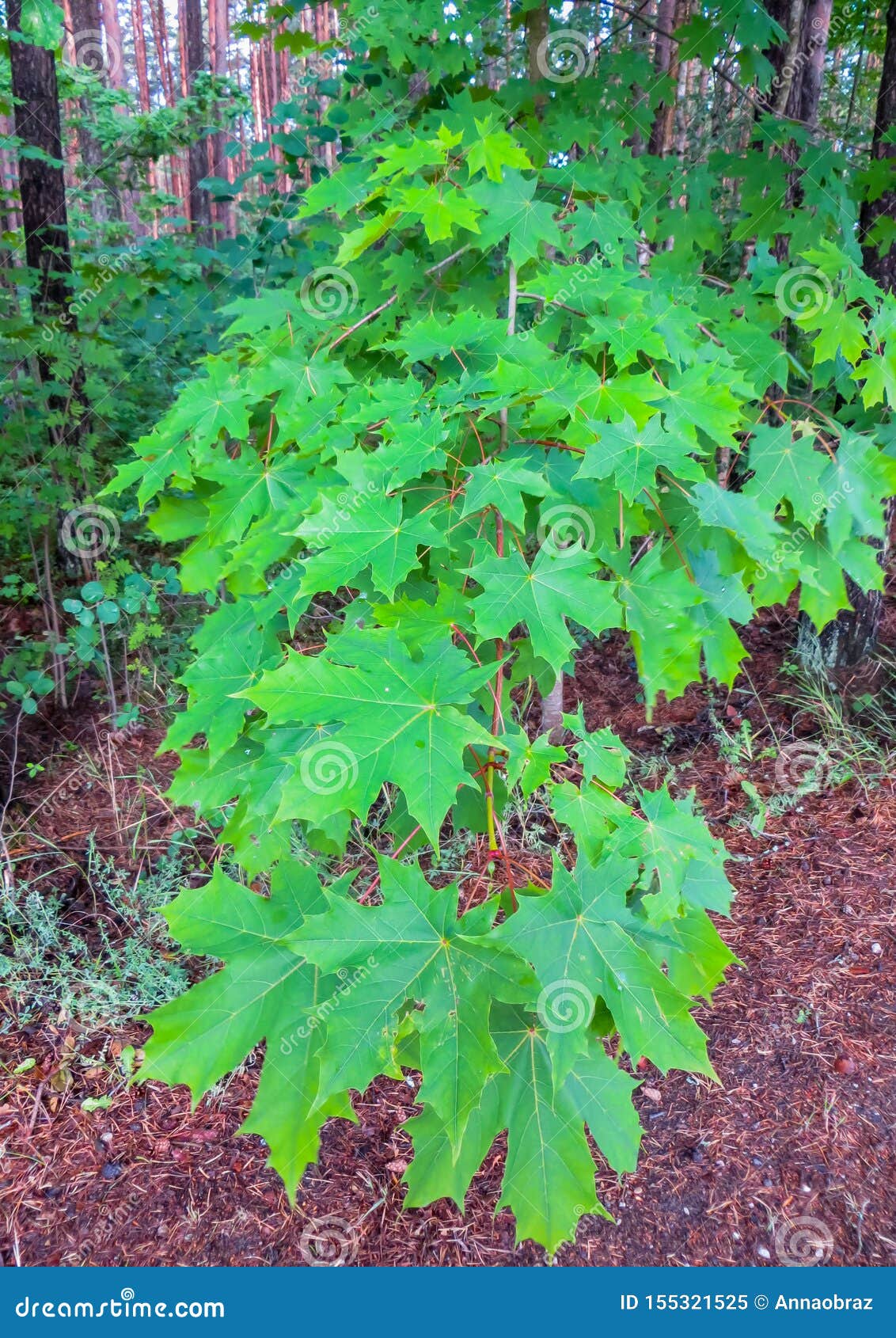 Branch of a Maple Tree with Bright Green Leaves. Stock Image - Image of ...