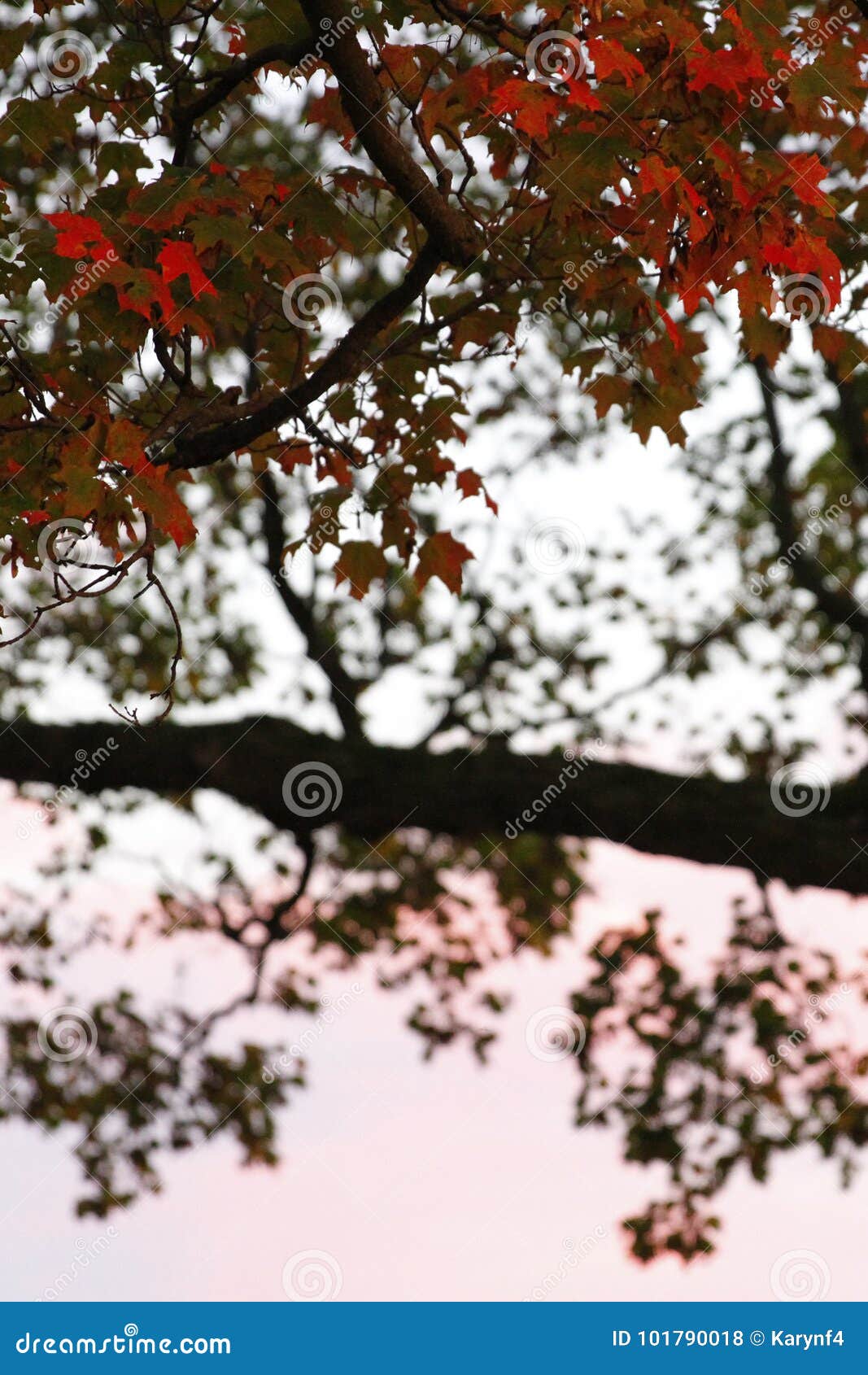 Maple tree in the evening stock photo. Image of thankful - 101790018