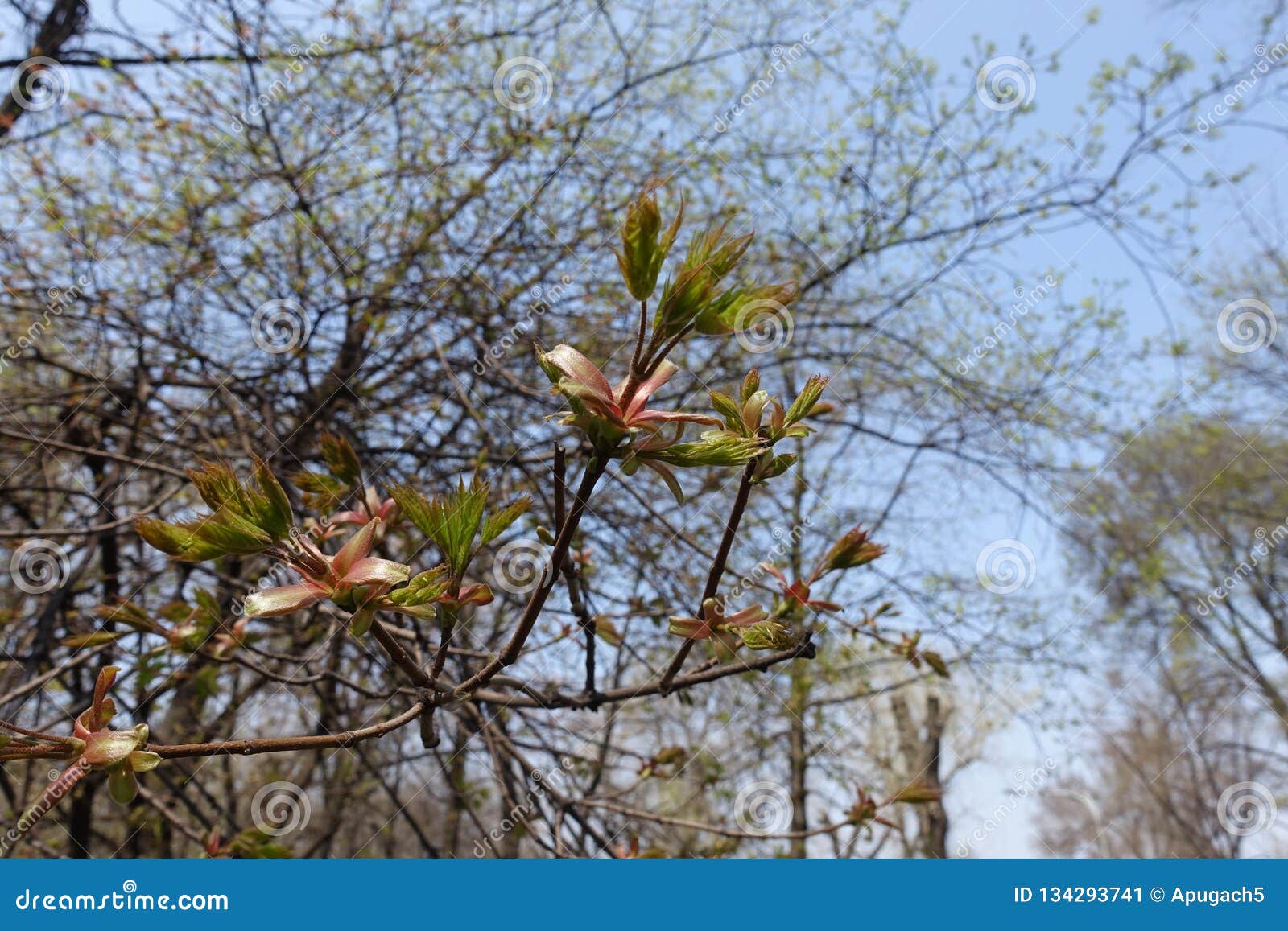 Branch of Maple with Opening Buds in Spring Stock Image - Image of acer ...