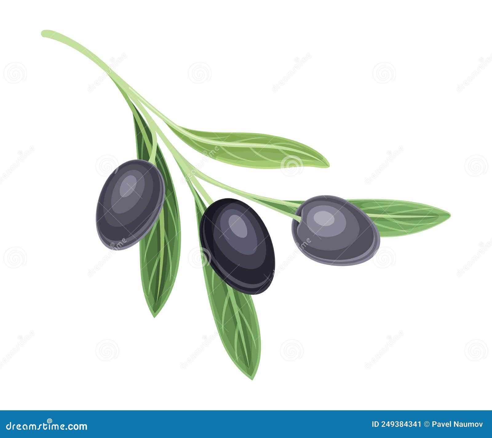 Branch Of Mature Olives Cultivar With Hanging Small Black Drupe Fruit