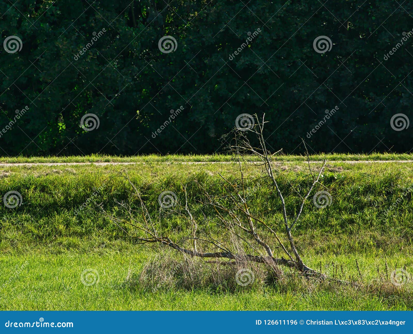 Branch in Meadow with Way before Group of Trees Stock Photo - Image of ...