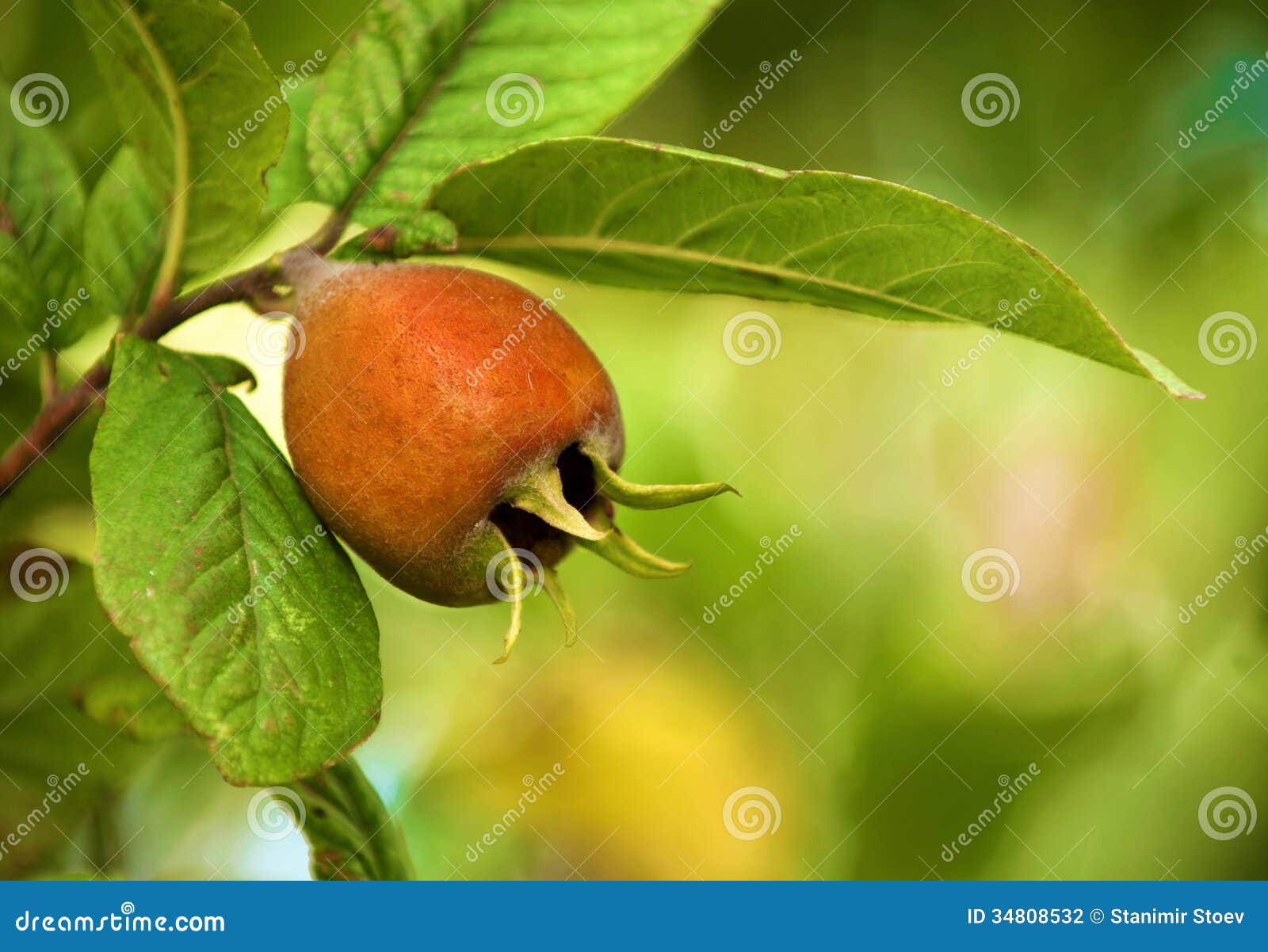 Branch of medlar stock photo. Image of medlar, market - 34808532