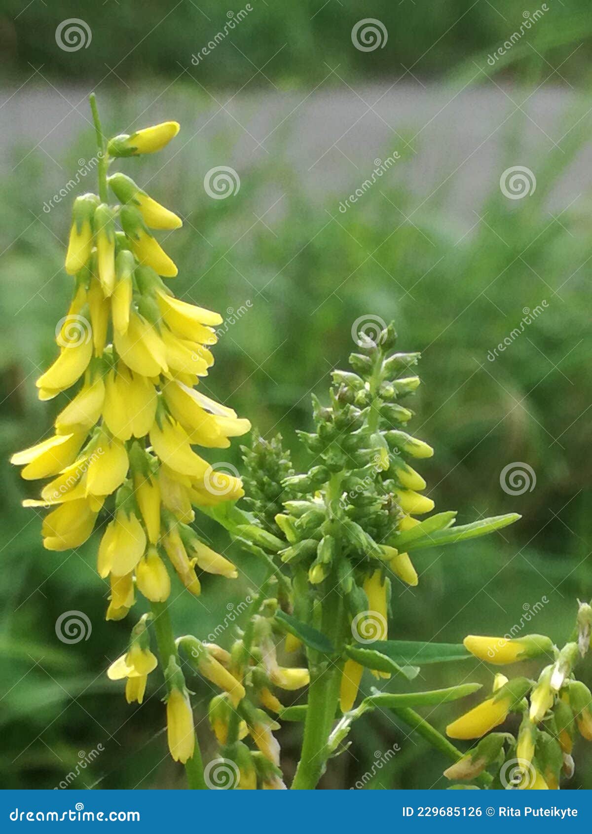 Melilotus officinalis stock photo. Image of officinalis - 229685126