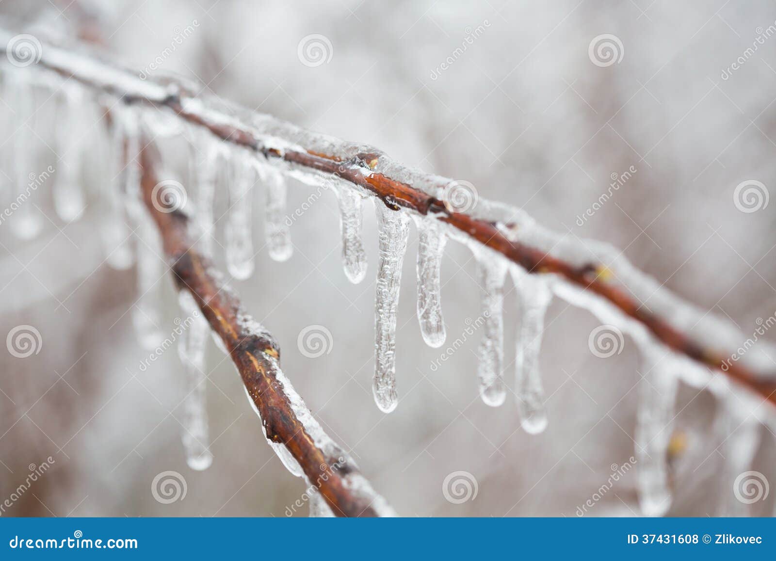 Branch with melting sleet stock photo. Image of trees - 37431608