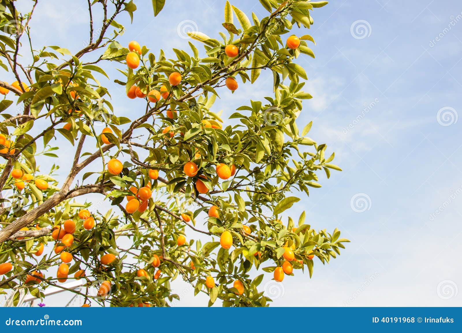 Branch of Mini Oranges (Kumquats) Stock Photo - Image of growth, drop ...