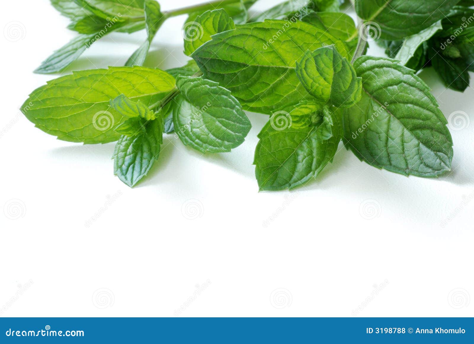 Branch of mint stock photo. Image of prepare, peppermint - 3198788