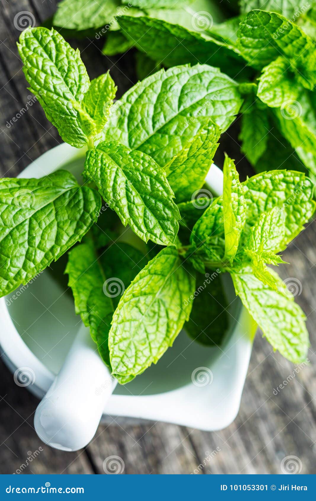 Branch mint leaves. stock image. Image of nature, garnish - 101053301